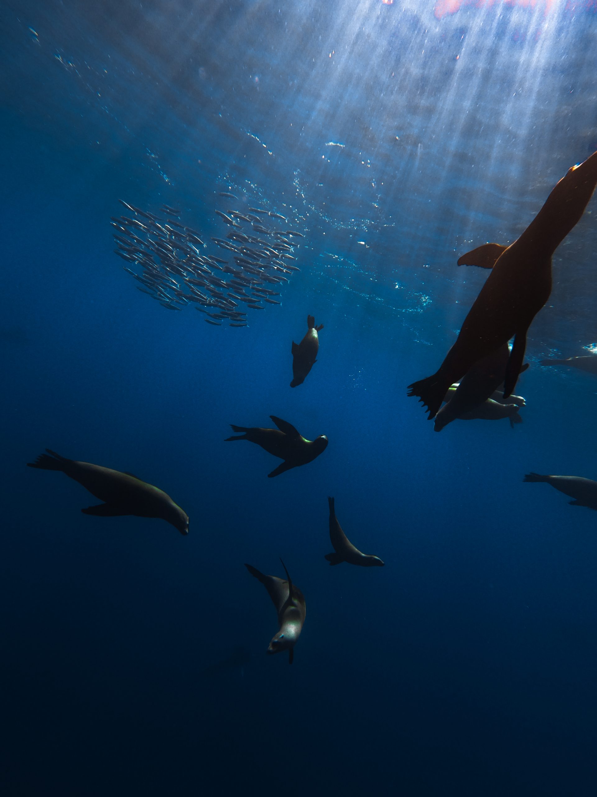 BEST TIME TO VISIT CABO - InCabo Travel