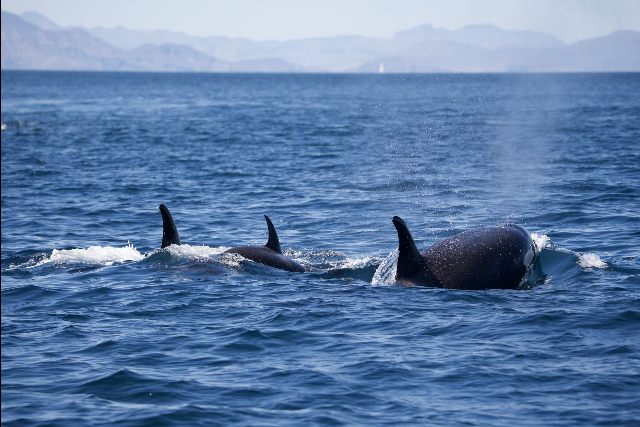 FUN FACTS ABOUT ORCAS - InCabo Travel