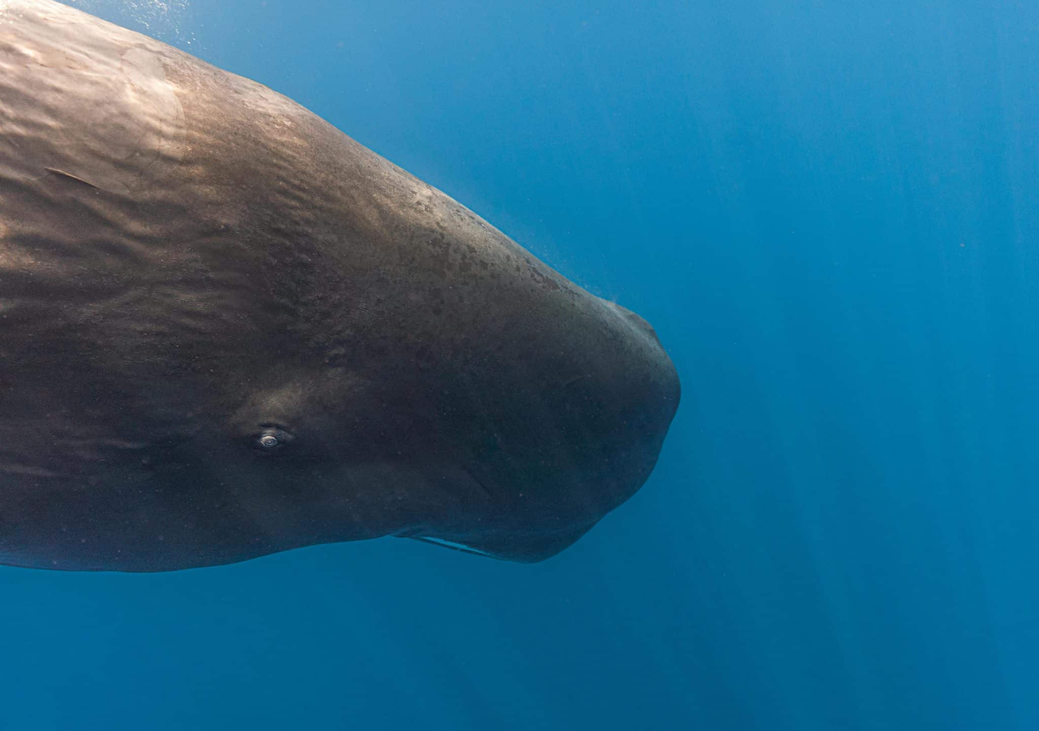 FUN FACTS ABOUT SPERM WHALES - In Cabo Travel